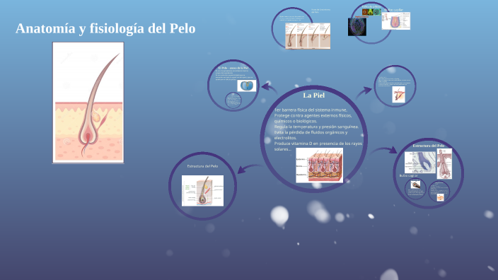 Anatomía y fisiología del Pelo by liliana anzaldua on Prezi