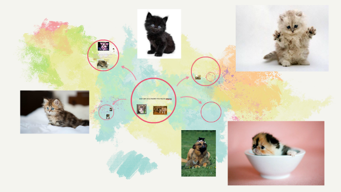 how have cats changed over time by: breanna by Joshua Marshall on Prezi