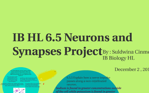 IB HL 6.5 Neurons and Synapses Project by suldwina cinmelus on Prezi