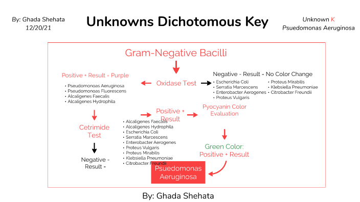 Microbiology Dichotomous Key by Ghada Shehata on Prezi