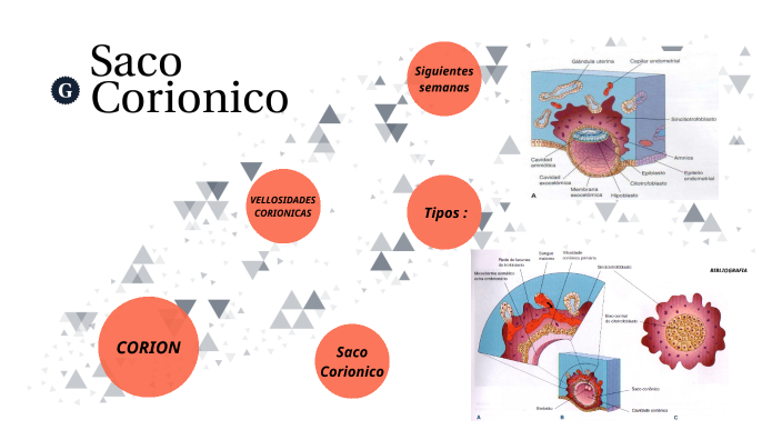 SACO CORIONICO by Odalis Ivaneth on Prezi