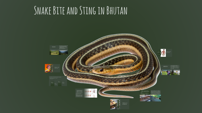 Snake Bite and Sting in Bhutan by on Prezi