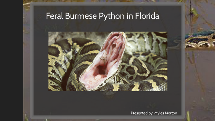 Feral Burmese Python in Florida by Myles Morton on Prezi