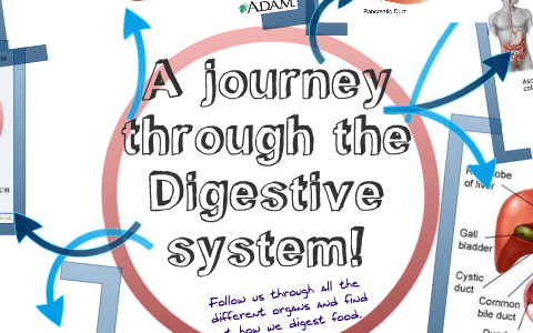 A journey through the Digestive System. by hannah kent on Prezi