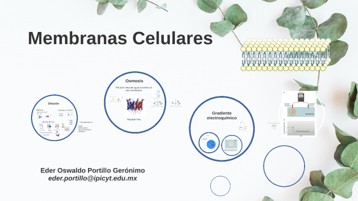 Membranas celulares by Eder Oswaldo Portillo Gerónimo on Prezi