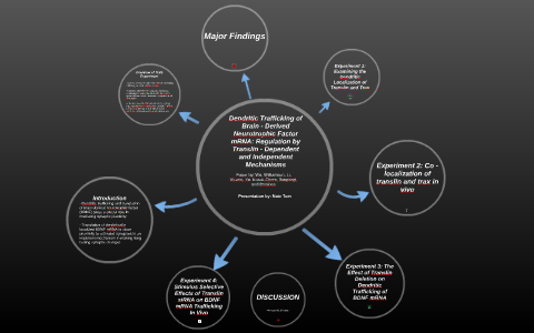Dendritic Trafficking of Brain - Derived Neurotrophic Factor by Nate ...
