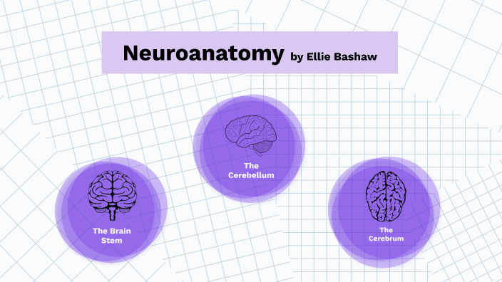 Neuroanatomy By Ellie Bashaw On Prezi
