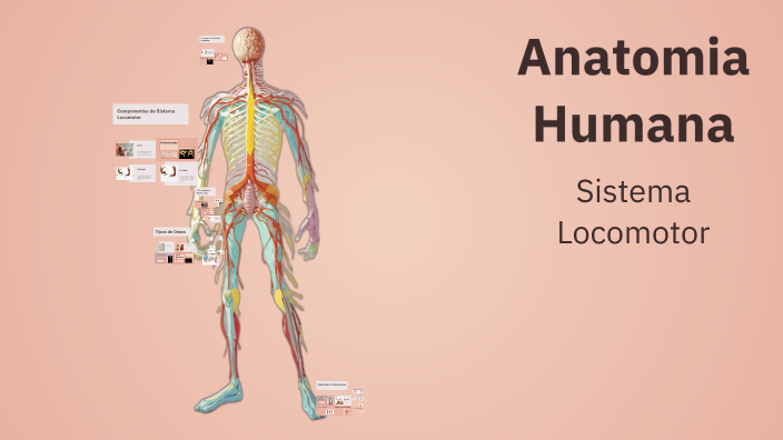 Anatomia Humana by Ângela Faccin on Prezi