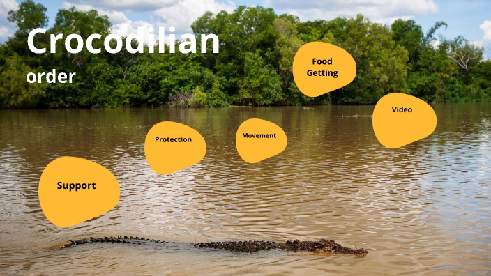 Order crocodilia by alyssa karwowski on Prezi