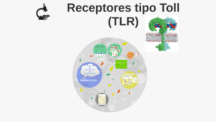Receptores tipo Toll (TLR) by Catalina Bustos on Prezi