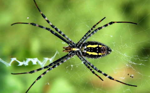 Insectos by juan sanchez guzman on Prezi