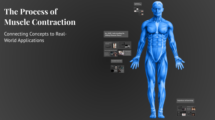 The Process of Muscle Contraction by Monica Johnson on Prezi