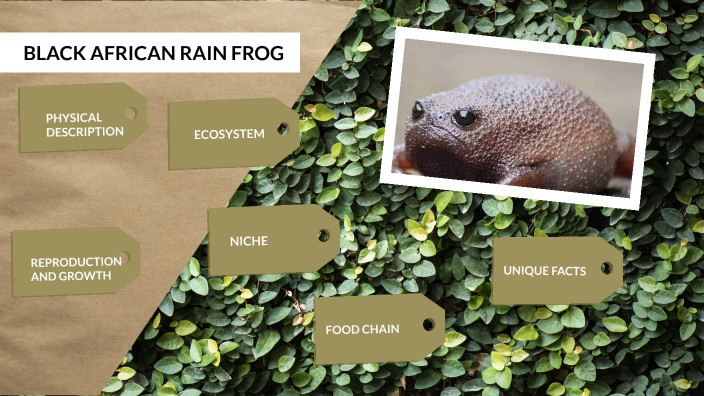 BLACK AFRICAN RAIN FROG by DANIEL LAGGER on Prezi