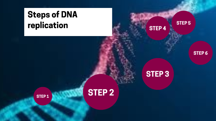 Steps of DNA replication by jake hetherington on Prezi