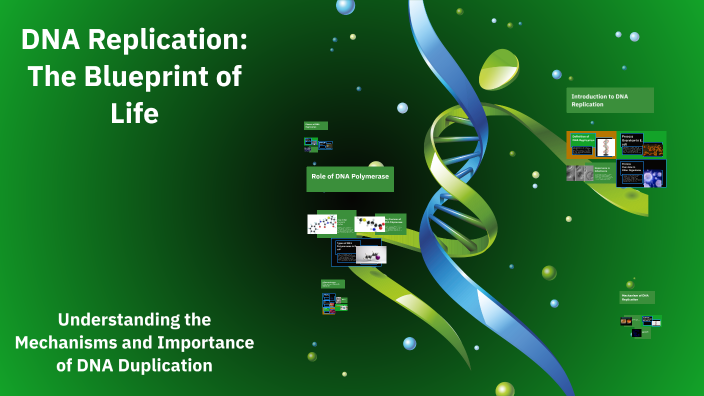 DNA Replication: The Blueprint of Life by angel glino on Prezi