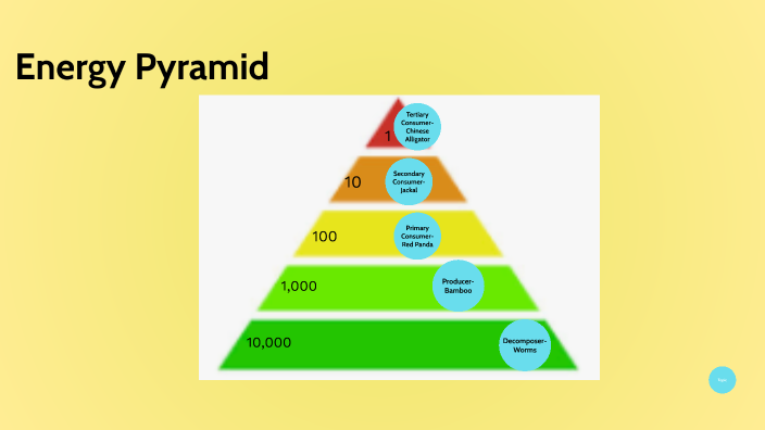 Energy pyramid by Megan Thomson on Prezi