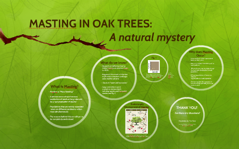 The Mystery of Masting in Oak Trees by Tom Toner on Prezi