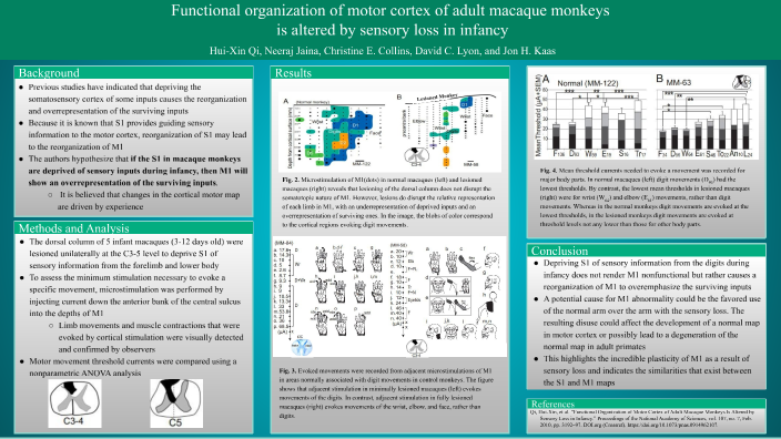 Cognitive Neuro Poster Presentation by Ari Goodman on Prezi