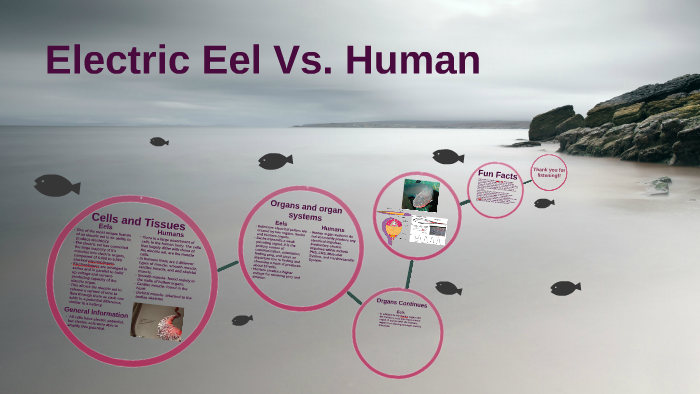 Electric Eel Vs. Human by Azalin Rothwell on Prezi