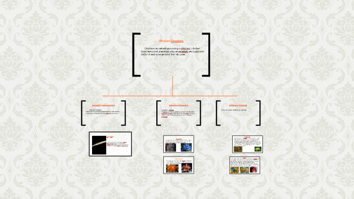 subphylum chordata family tree by london landry on Prezi
