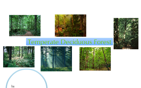 Temperate Deciduous Forest Biome Project by Melinda McGhee on Prezi