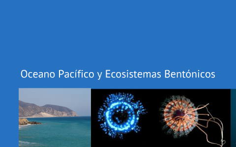Ecosistemas bentónicos y el oceano pacifico by camila orozco on Prezi