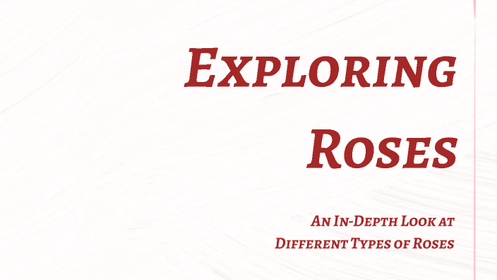 Exploring Roses by Valeria Panina on Prezi