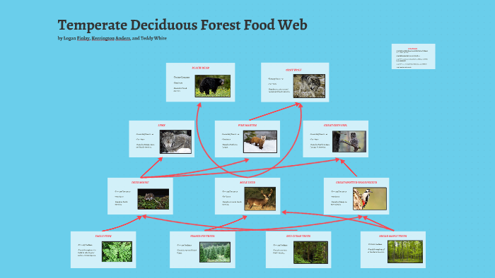 AICE EM Pd. 3 Food Web Temperate Deciduous Forest by Logan Finlay on Prezi