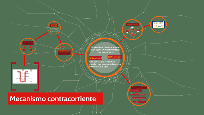 Mecanismo contracorriente by Laura Rivera on Prezi