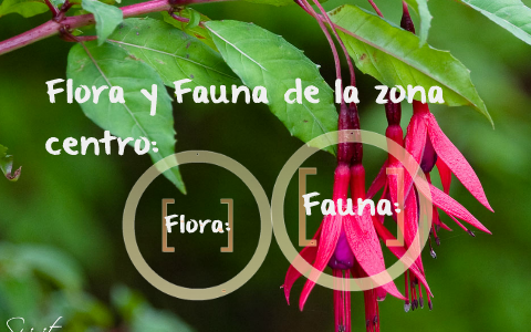 Flora y Fauna de la zona centro: by Isidora González on Prezi