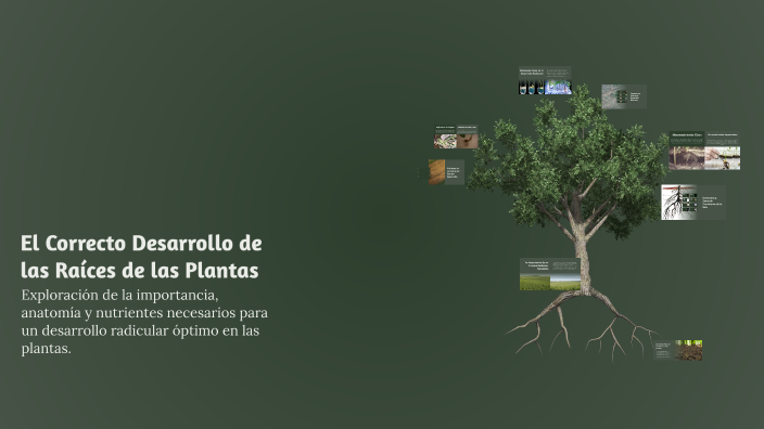El Correcto Desarrollo de las Raíces de las Plantas by steven ...