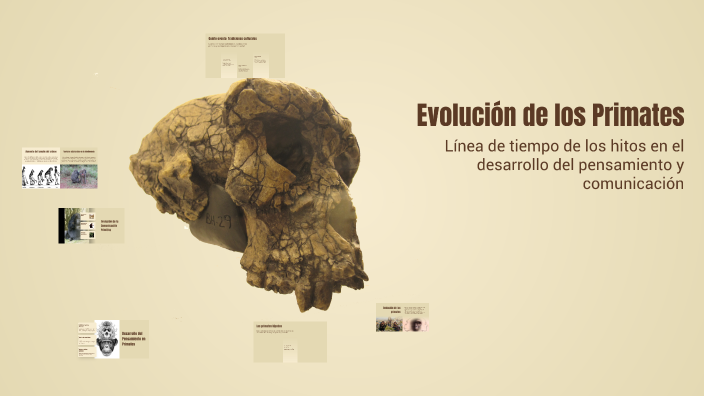 Evolución de los Primates by Ana Veronica Toro Gonzalez on Prezi