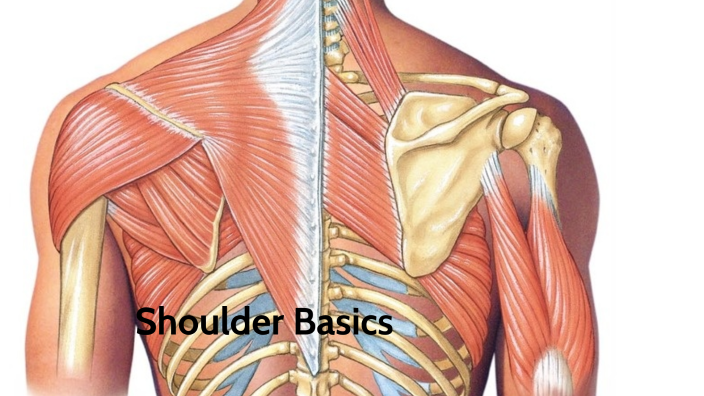 Shoulder Basics by Michael Vorster on Prezi
