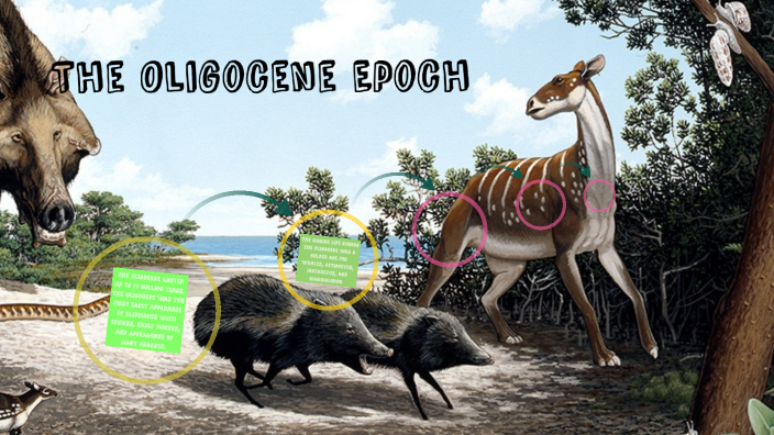 Oligocene by Isabella Zuniga on Prezi