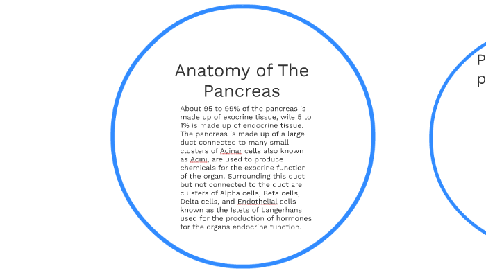Anatomy of The Pancreas by jared Brinkerhoff