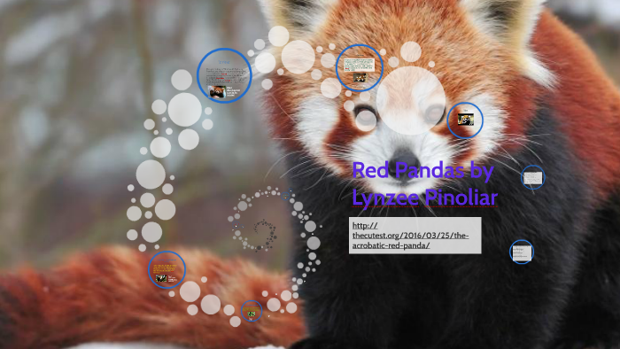 Red Pandas by Lynzee Pinoliar on Prezi
