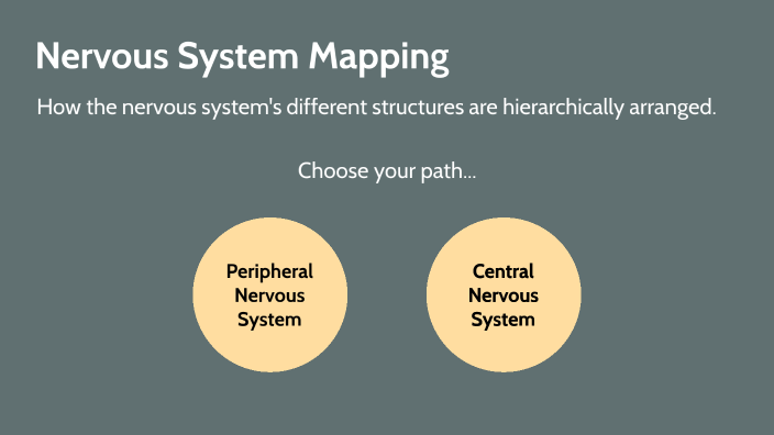 Nervous System Mapping by MICAH ROBINSON on Prezi