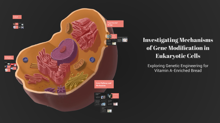 Investigating Mechanisms of Gene Modification in Eukaryotic Cells by ...