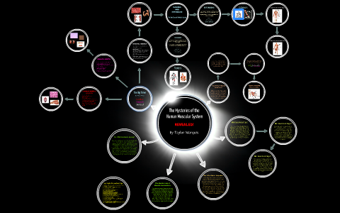 Muscular System AP Bio by Taylor Marquis on Prezi