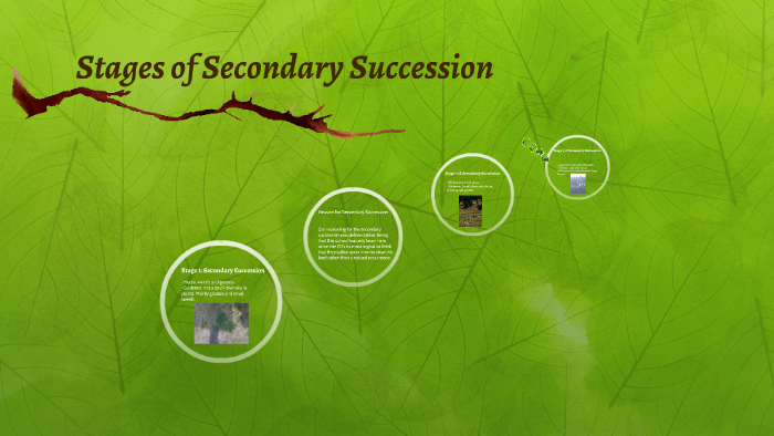 Stages of Secondary Succession by javonte rayford on Prezi