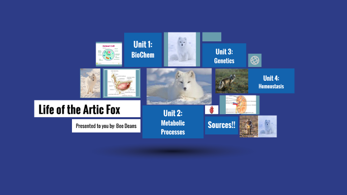 Life of an Artic Fox by Brooklynn Deans on Prezi