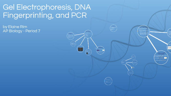 Gel Electrophoresis, DNA Fingerprinting, and PCR by Elaine Elaine on Prezi
