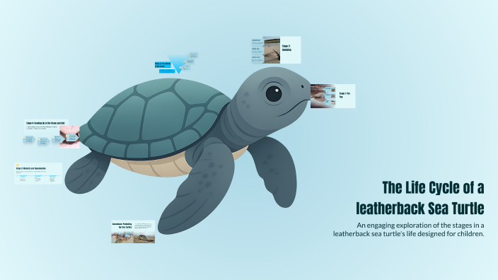 The Life Cycle of a leatherback Sea Turtle by ellis ashley on Prezi