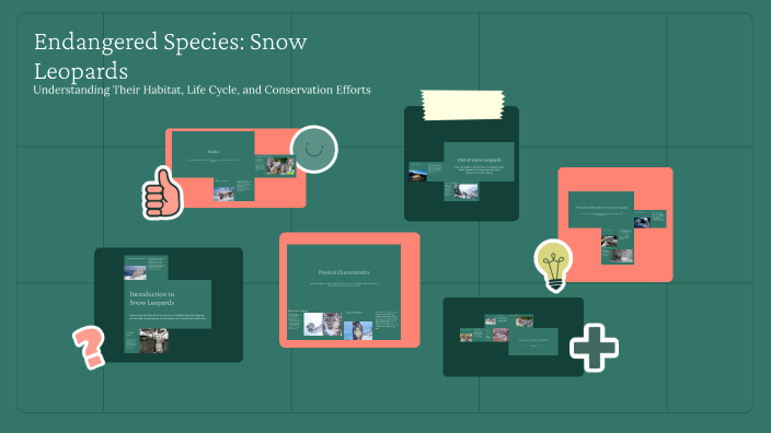 Endangered Species: Snow Leopards by Xclusive Zion on Prezi