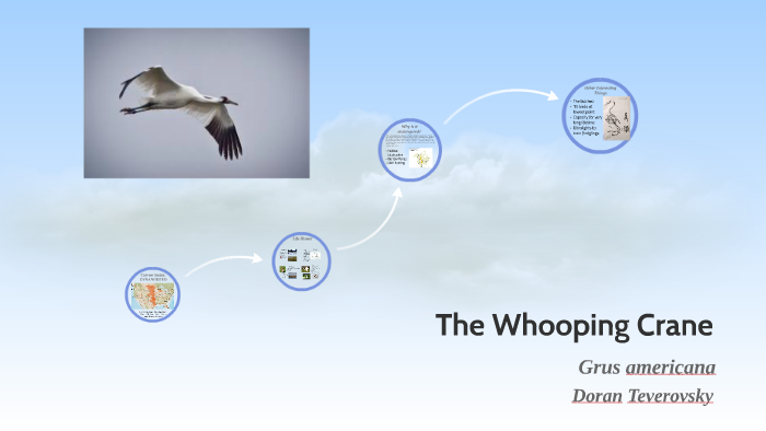 The Whooping Crane by Doran Teverovsky on Prezi