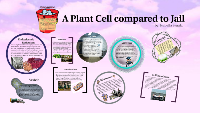 A Plant Cell compared to Jail by Isabella Sagala by Isabella Sagala on ...