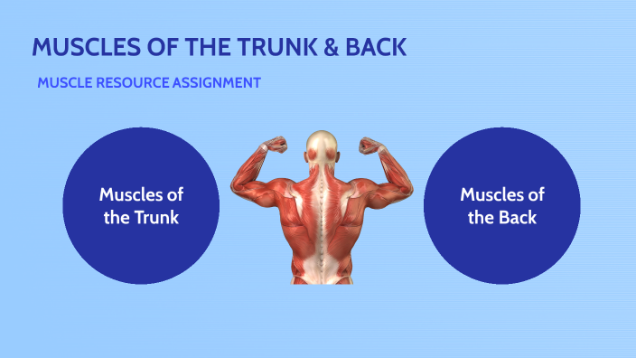 Muscles of the Trunk and Back by Annie primerano on Prezi