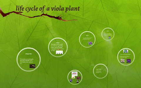 life cycle of a viola plant by Viola Koning on Prezi