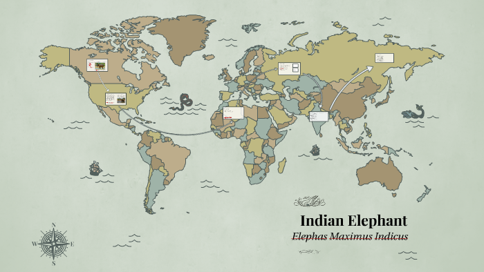 Indian Elephant by chloe tippett on Prezi