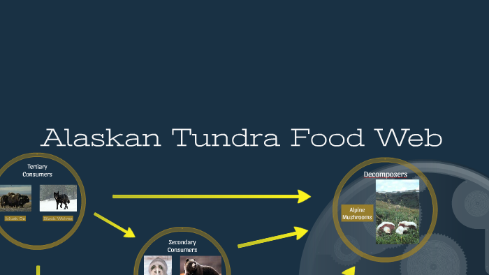Alaskan Tundra Food Web by Adam Hartley on Prezi
